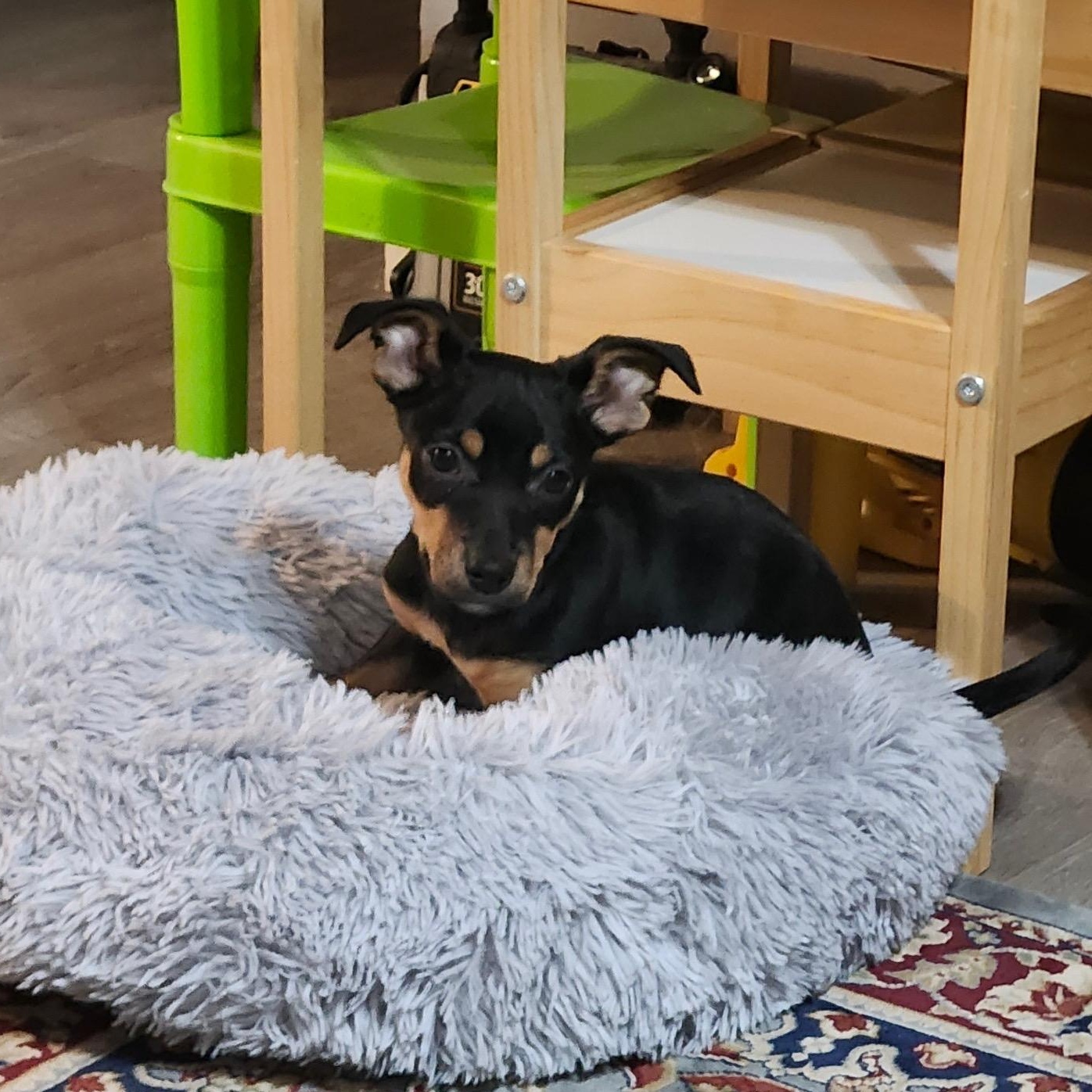 Gigi Sailor Cupcake - Local Girl - Adoptable Pet | Petfinder