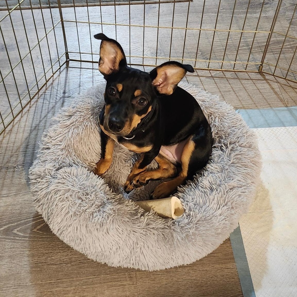 Gigi Sailor Cupcake - Local Girl - Adoptable Pet | Petfinder