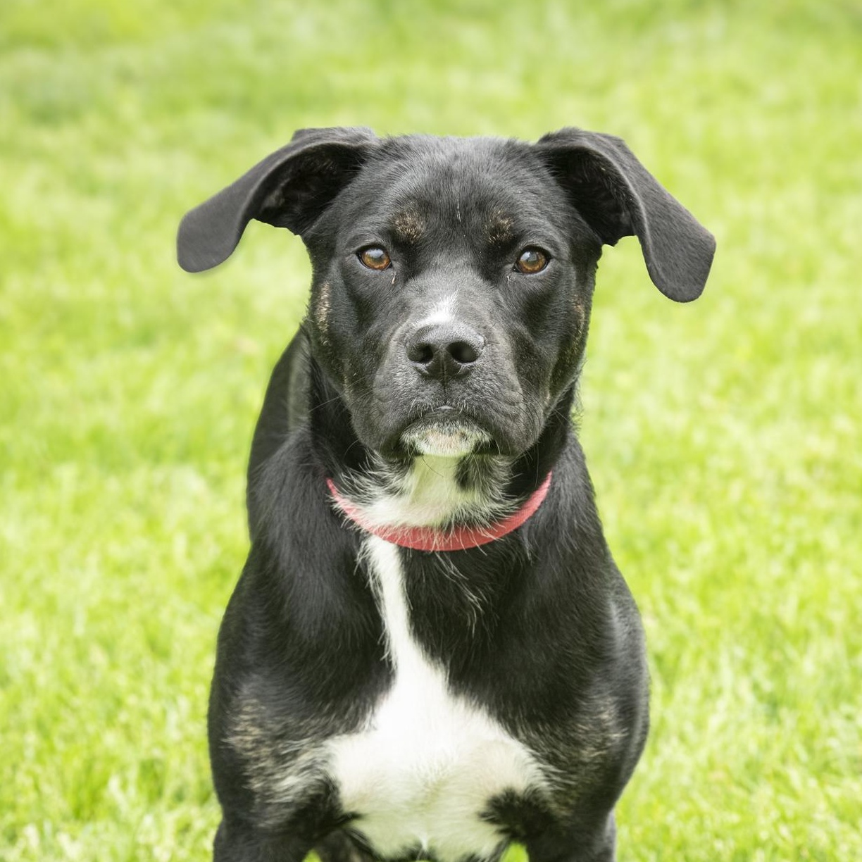 Dog for adoption - Bob, a Labrador Retriever Mix in Oxford, MI | Petfinder