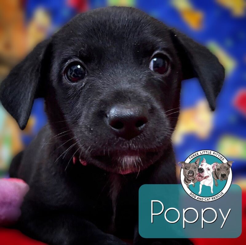 Dog for adoption - Poppy Spice, a Black Labrador Retriever & Terrier ...