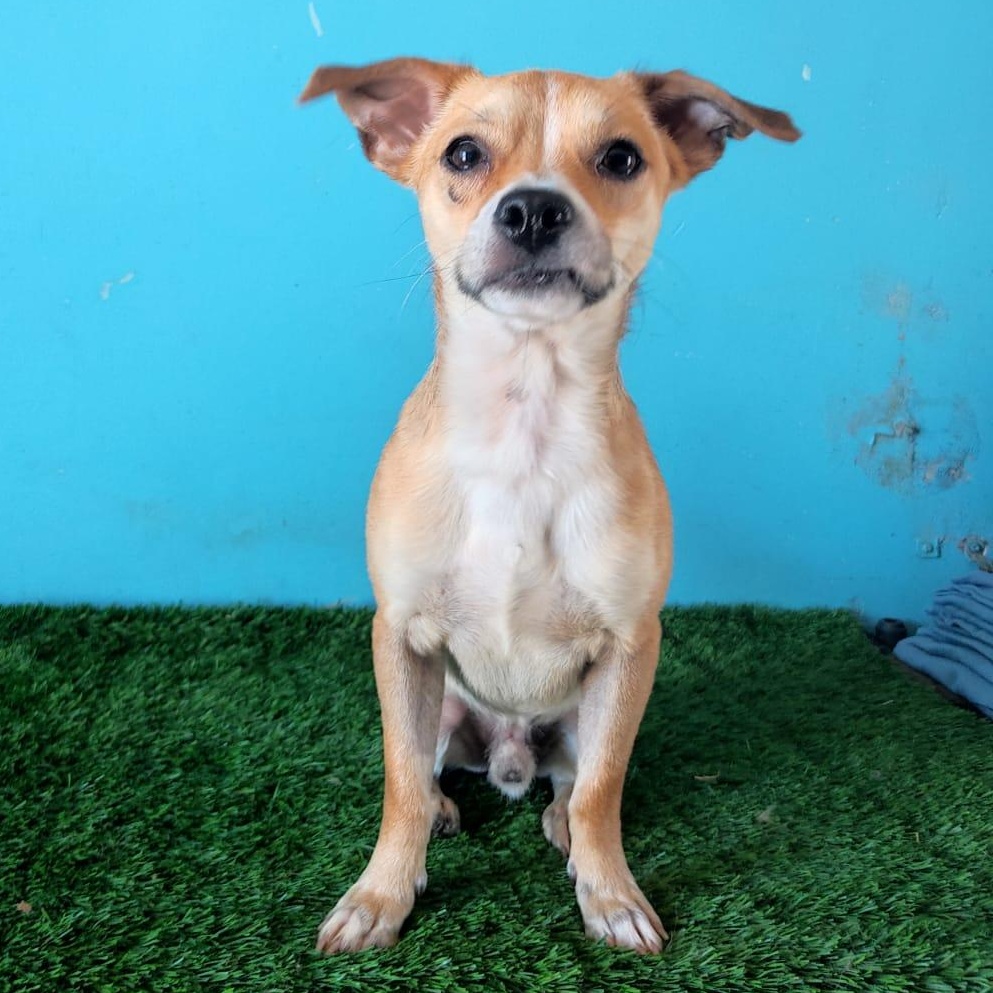 Dog for adoption - Piolin, a Rat Terrier Mix in Tijuana, BCN | Petfinder