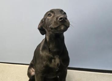 Dog for adoption - CAROLE, a Belgian Shepherd / Malinois & Great Dane ...