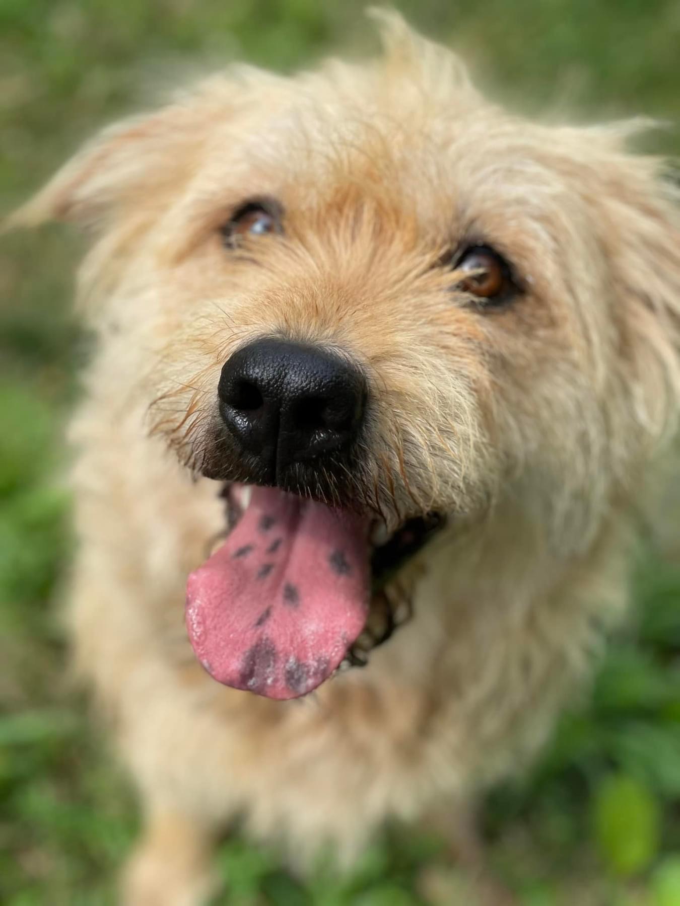 Available Dogs - The A.R.K - Animal Recycling Kennel