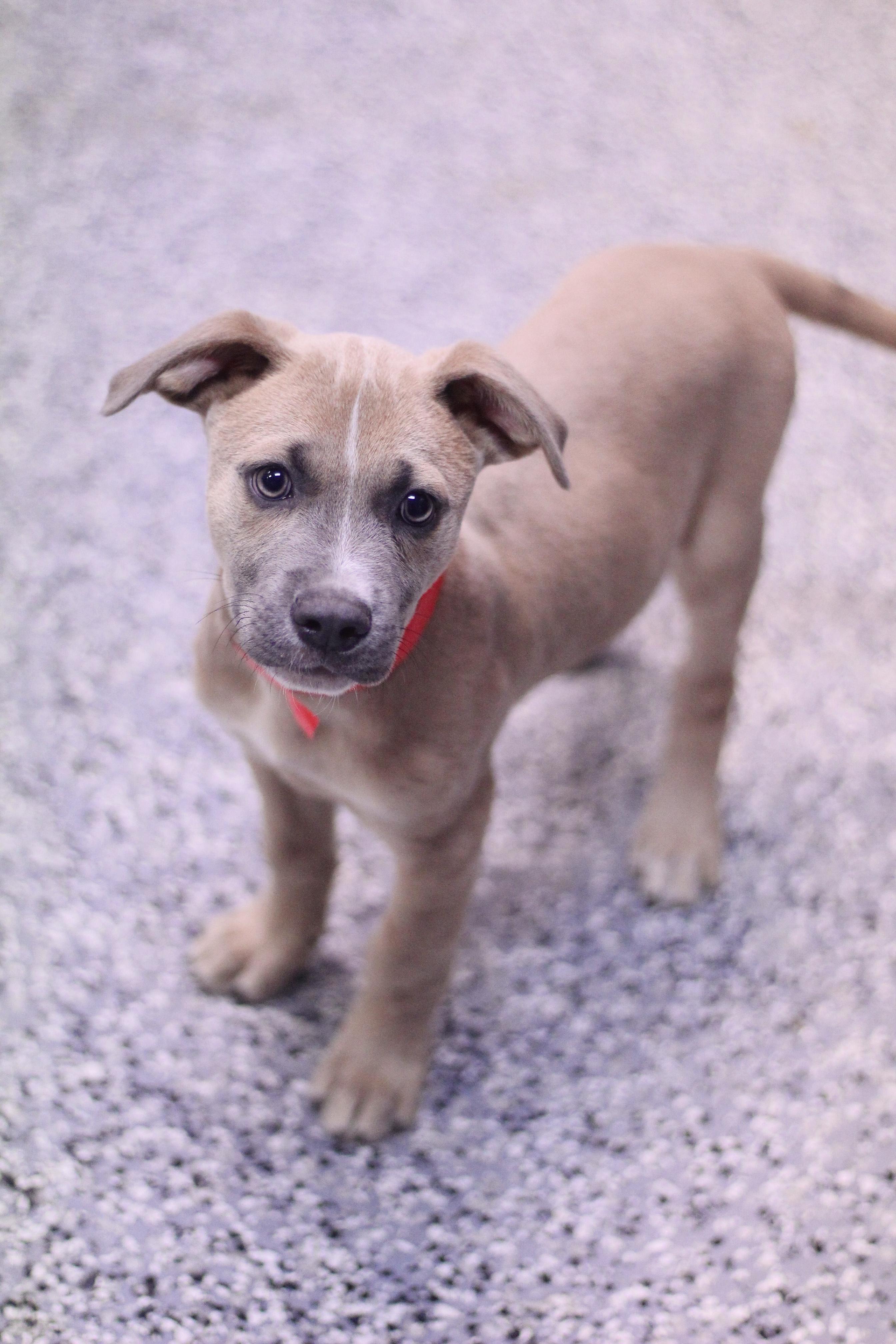 Dog for adoption - Beekeeper in NH! Come Meet our Adoptable Dogs ...