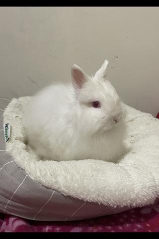 Rabbit for adoption - Casper, a Dwarf & Lionhead Mix in Bayonne, NJ ...