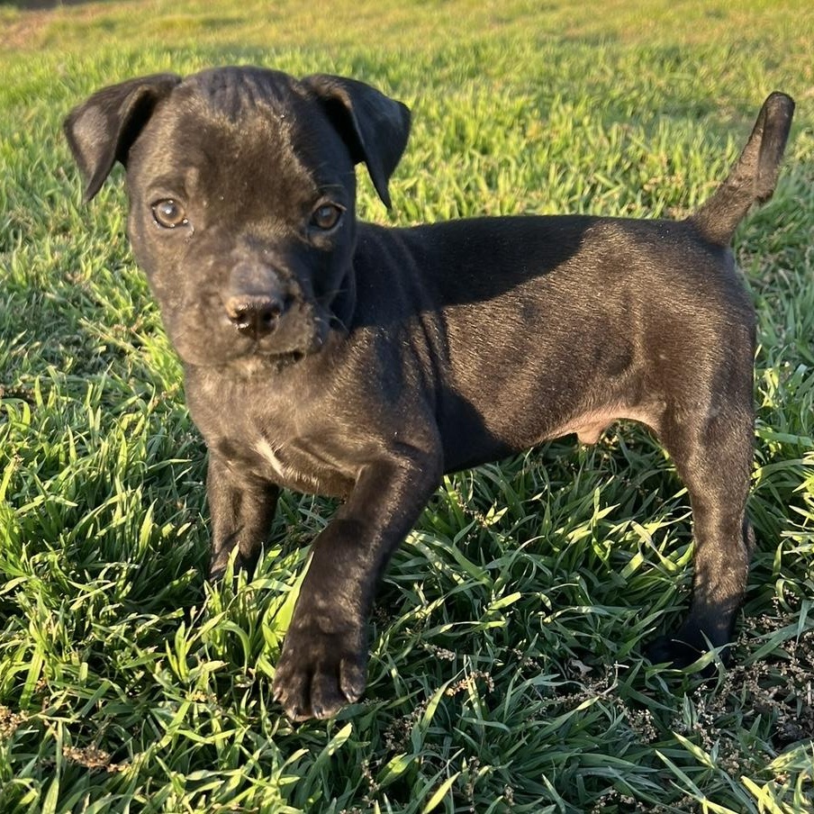 Dog for adoption - Sam, a Boxer Mix in Pelham, NH | Petfinder