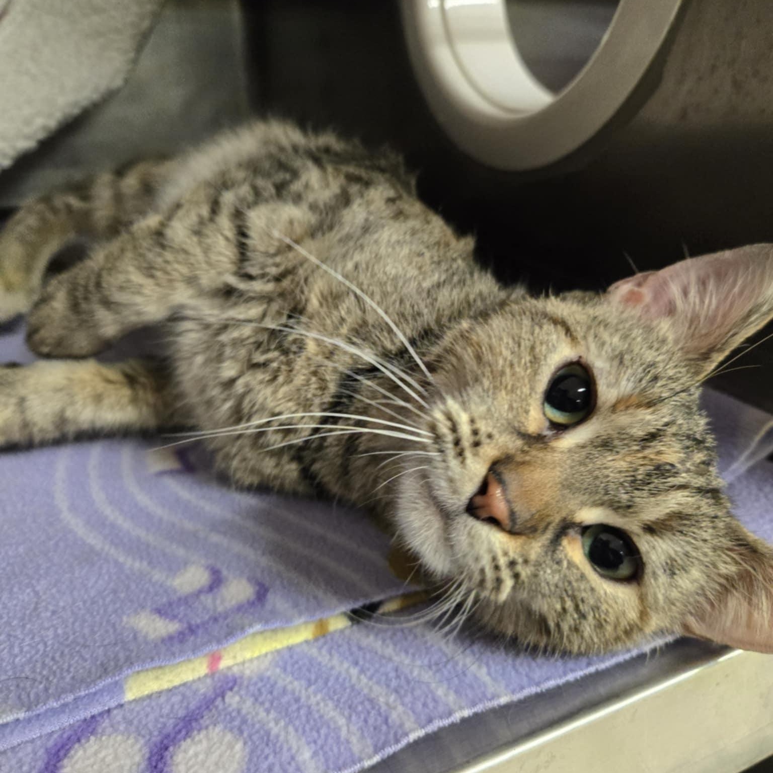 Cat for adoption - Maven (at Hooves and Paws), a Domestic Short Hair in ...