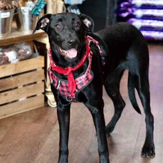 Dog for adoption - Rex, a Labrador Retriever Mix in Griswold, CT ...