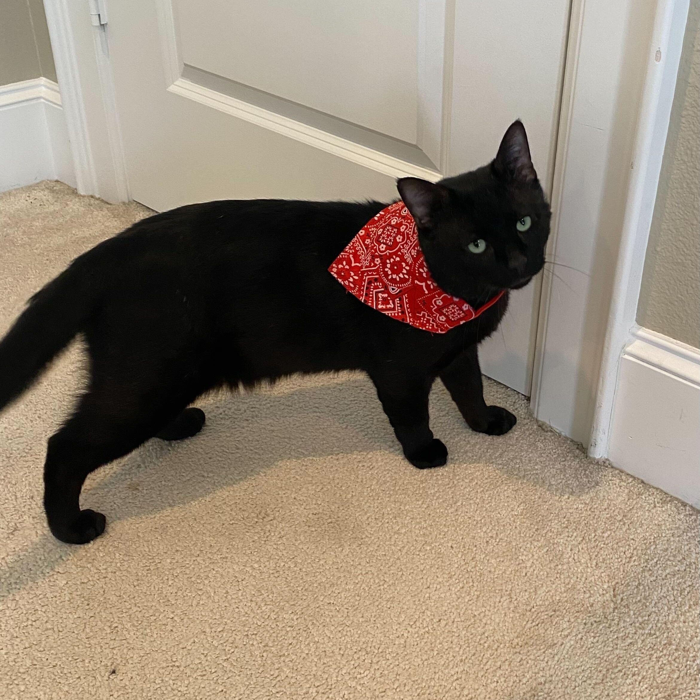 Cat for adoption - Meet Smokey – The Sweet, Chirpy Snuggle bug Looking ...