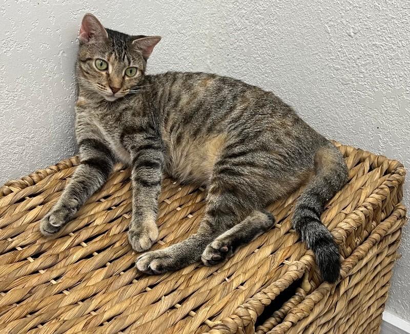 Cat for adoption - Megan The Leash Walking Cat, a Domestic Short Hair ...