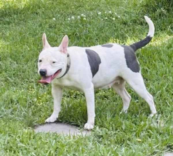 Dog for adoption - Margo, an American Bulldog & Pit Bull Terrier Mix in ...