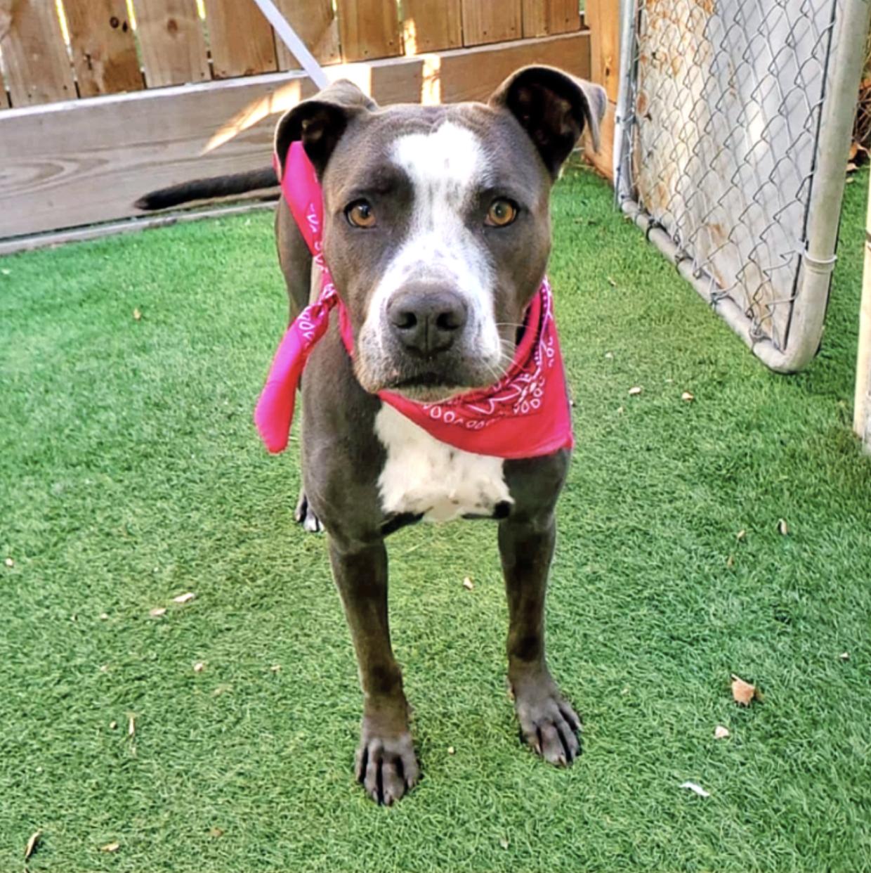 Dog for adoption - Suzie, an American Staffordshire Terrier in Mount ...