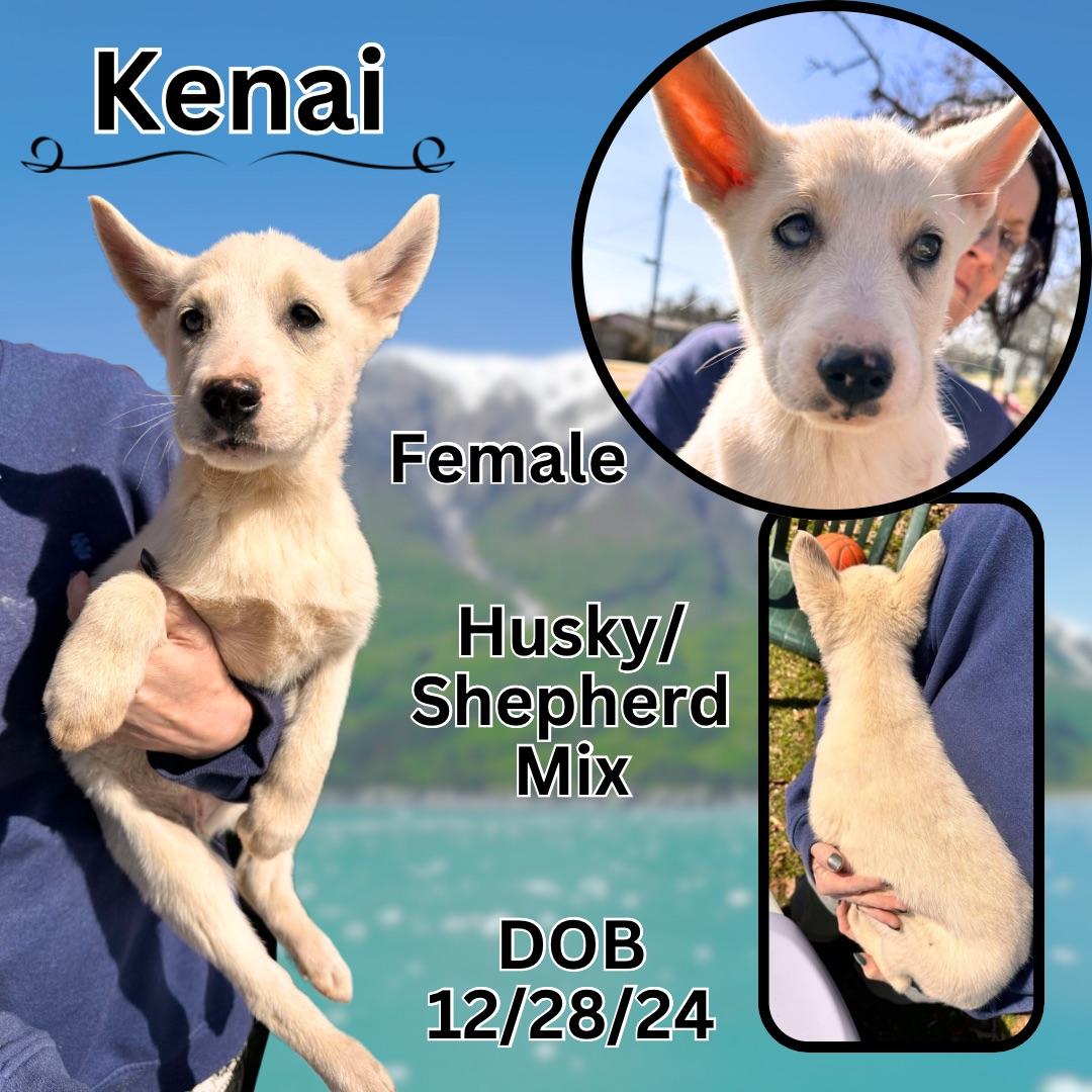 Dog for adoption - Kenai, a Husky & Shepherd Mix in Madison, CT | Petfinder