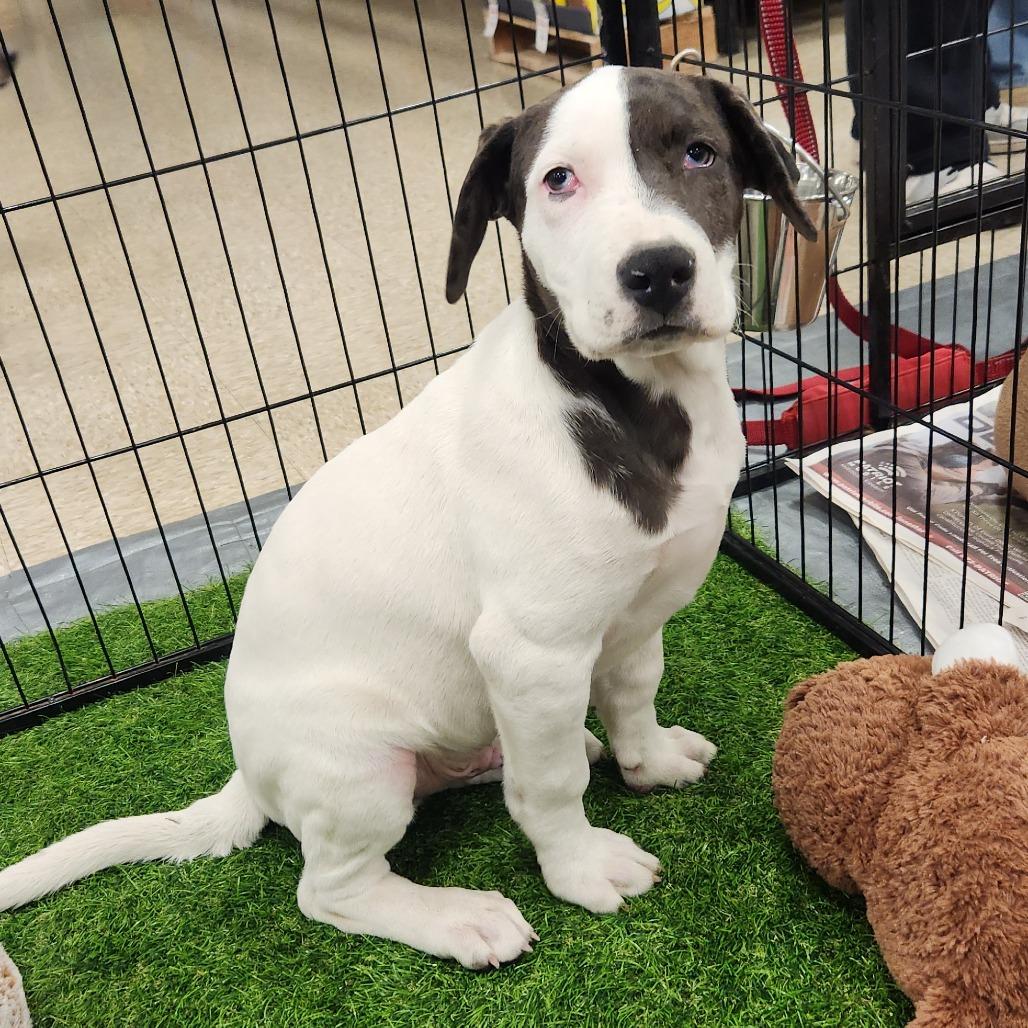 Dog for adoption - Dinkum AL, a Catahoula Leopard Dog & Black Labrador ...