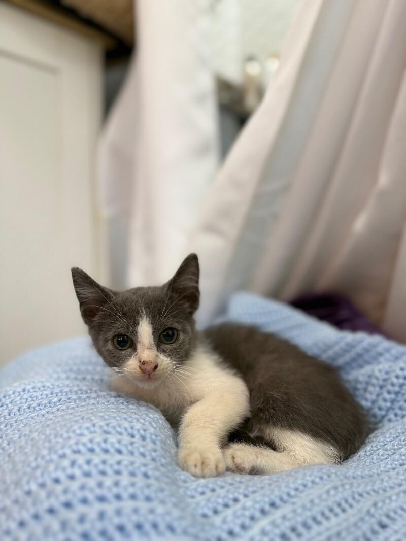 Cat for adoption - Hunter Simpson, a Tabby Mix in Austin, TX | Petfinder