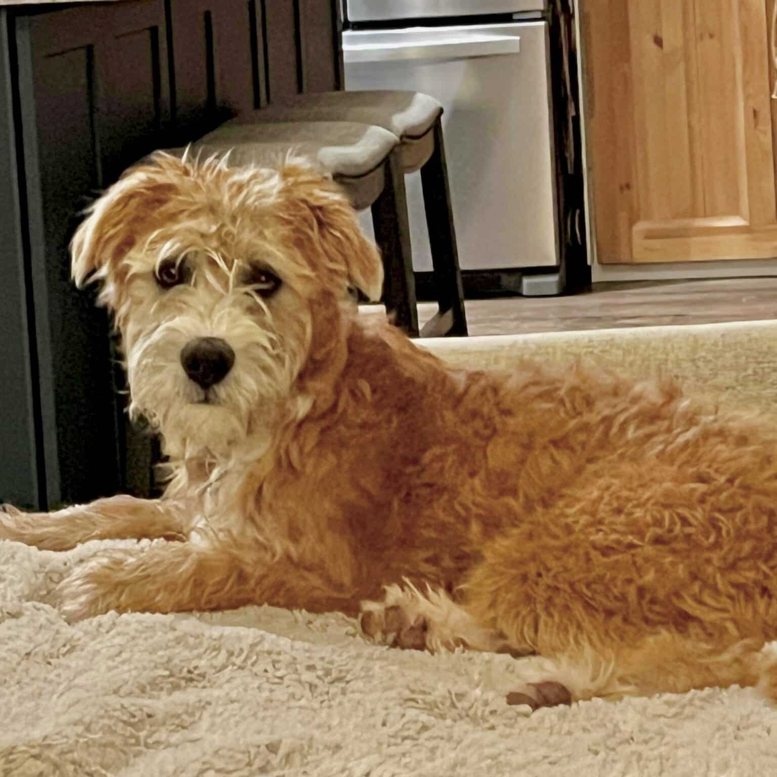 Dog for adoption - Cooper, a Labradoodle in Mead, CO | Petfinder