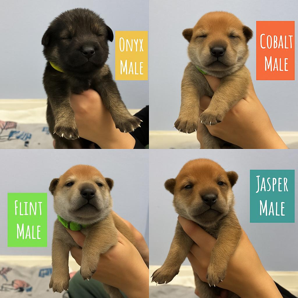 Dog for adoption - Meet the Gemstone Boys — Ready to go home mid ...