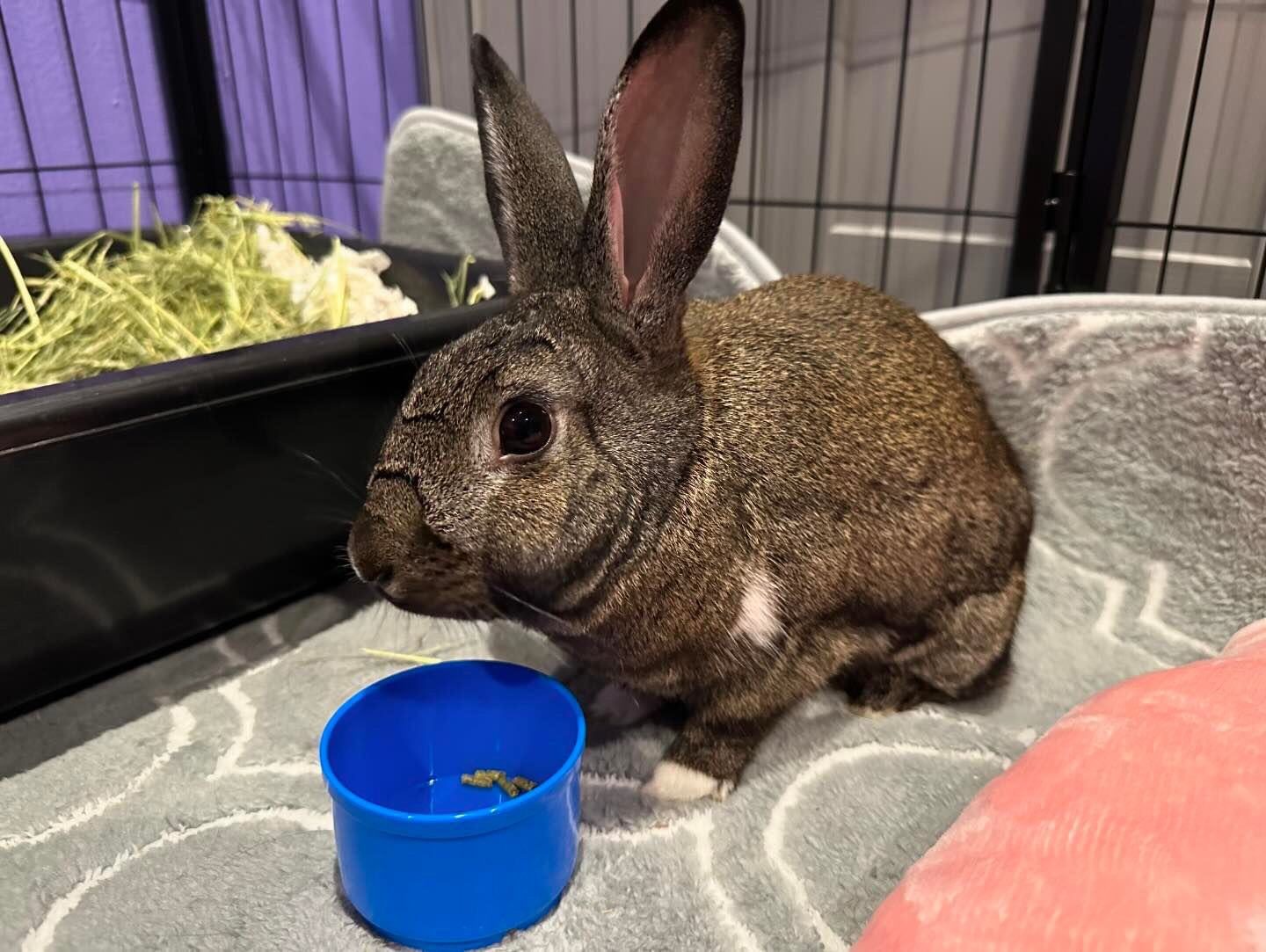 Rabbit for adoption - Bunanessa, a Bunny Rabbit Mix in Corona, CA ...