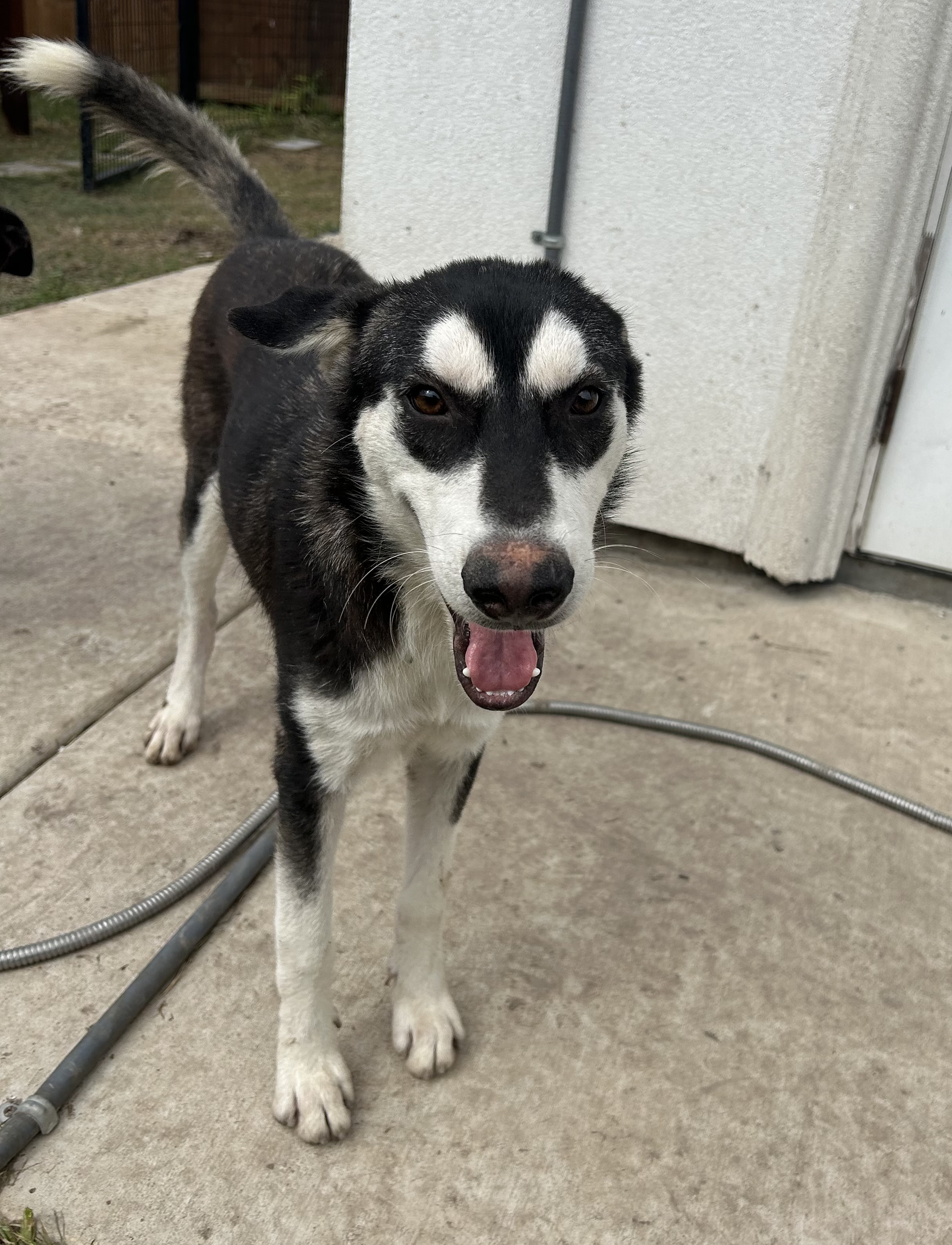 Dog for adoption - Roger, a Husky in Portland, OR | Petfinder