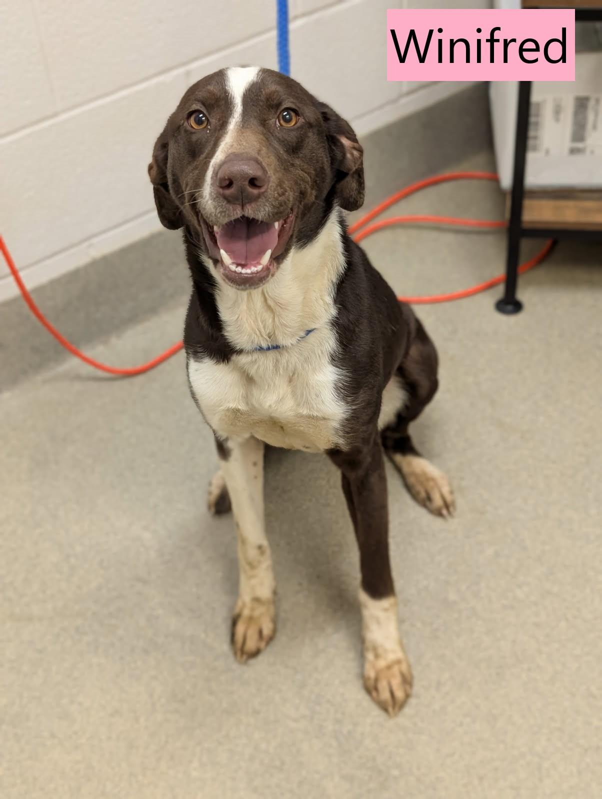 Dog for adoption - Winifred, a Border Collie & German Shorthaired ...