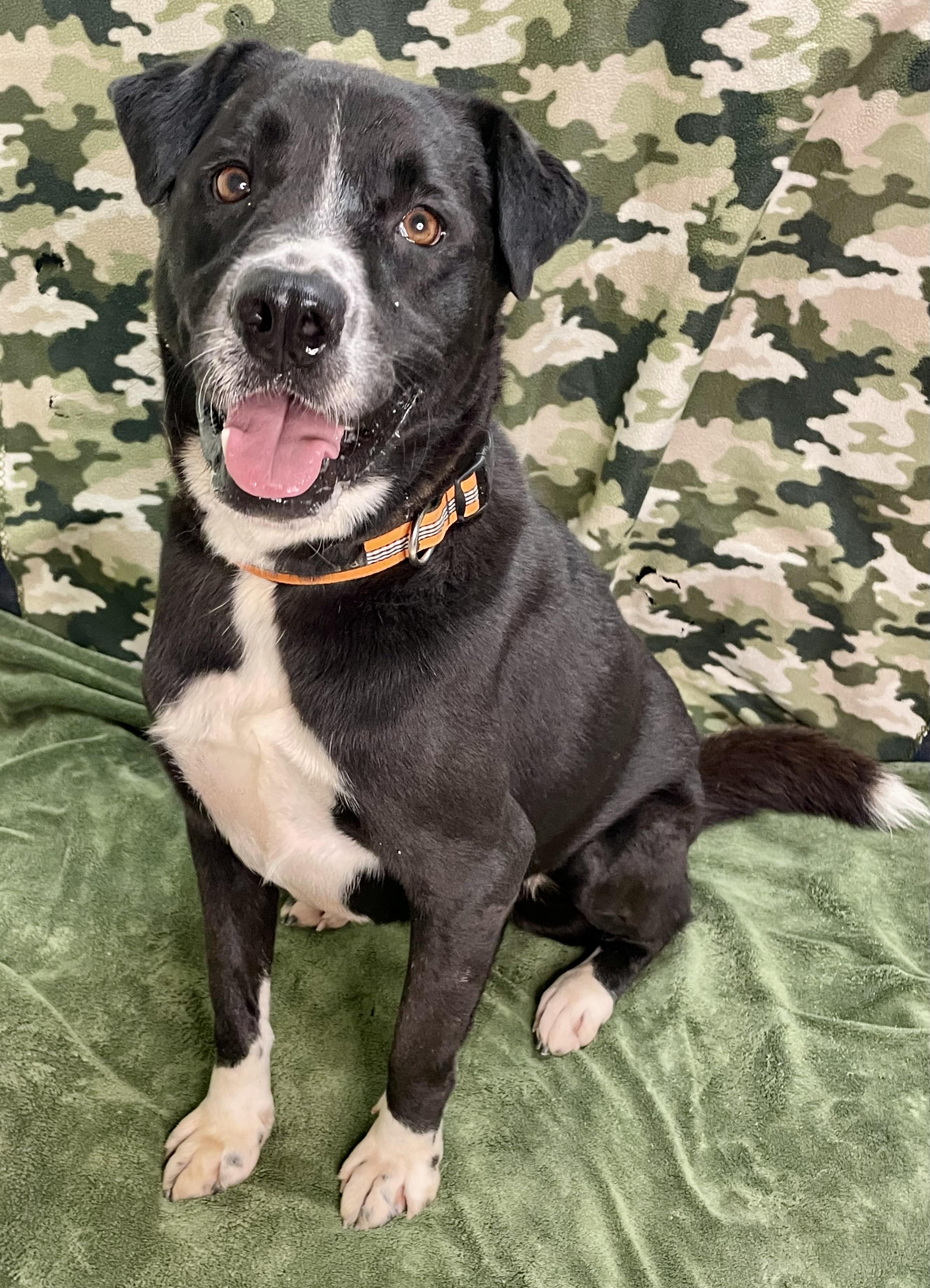 Dog for adoption - Nipsy Gage, a Mixed Breed in Lacon, IL | Petfinder