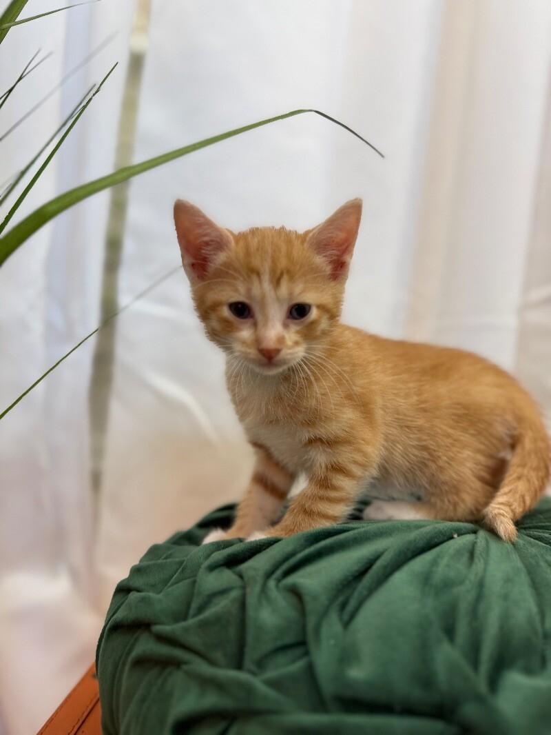 Cat for adoption - Canelo Cutie, a Tabby Mix in Nashville, TN | Petfinder