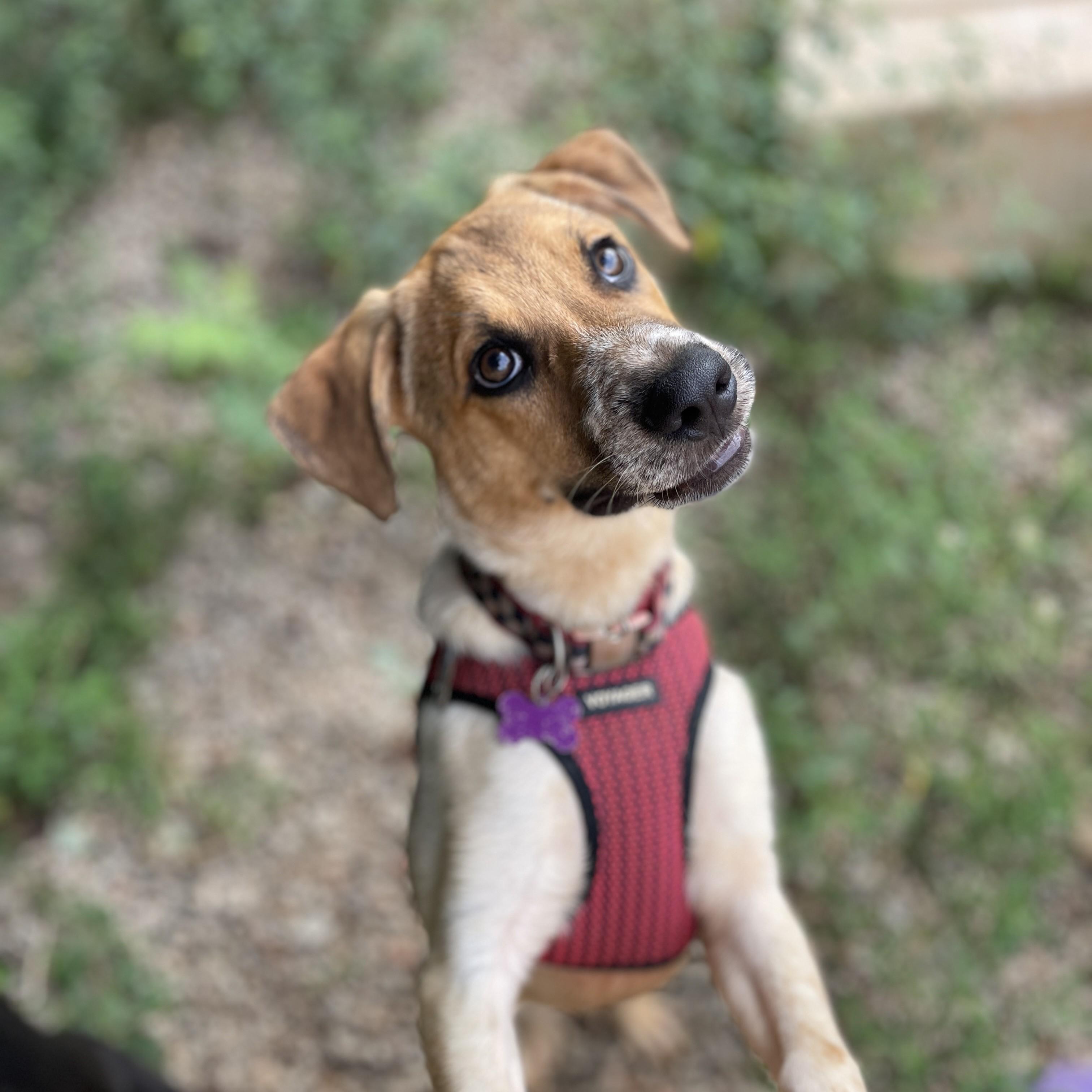 Dog for adoption - Romeo, a German Shepherd Dog Mix in Howell, NJ ...