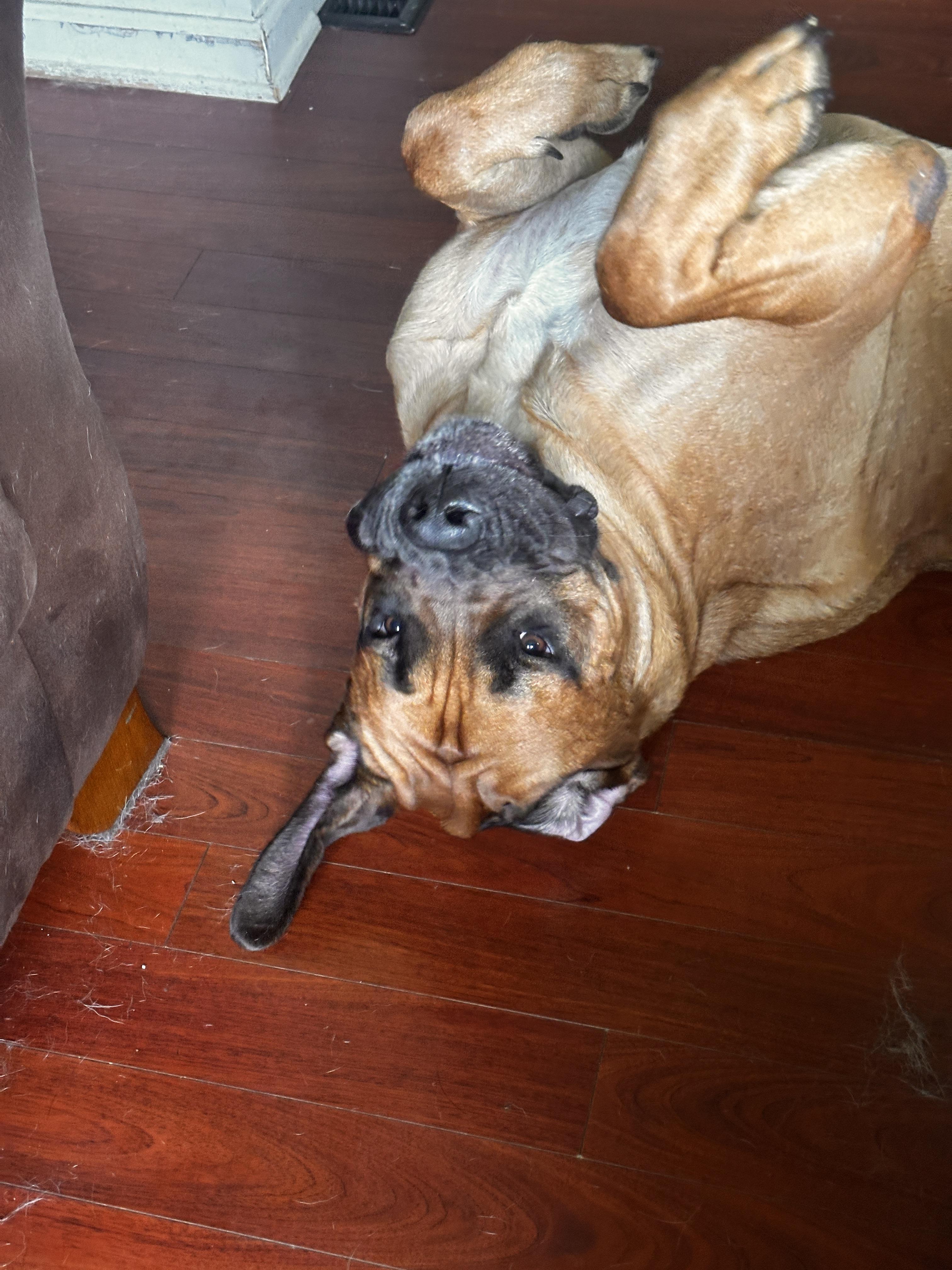 Dog for adoption - Frank, a Mastiff in Rochester, NY | Petfinder