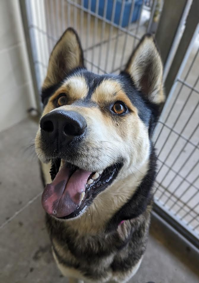 ADOPT - Whatcom Humane Society