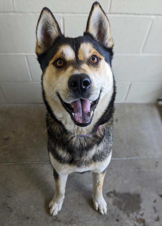 ADOPT - Whatcom Humane Society