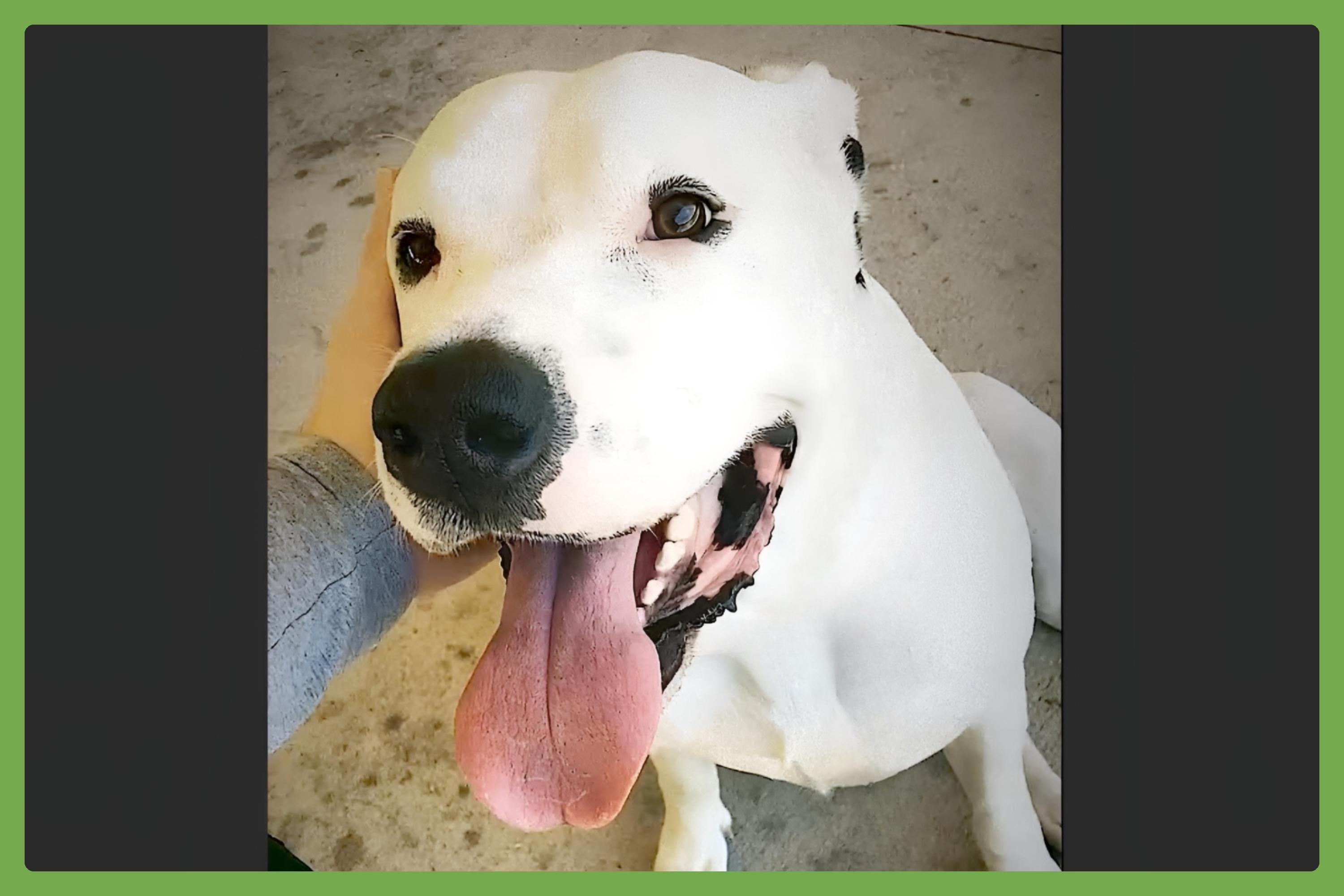 Dog for adoption - Luffy, an American Bulldog & Pit Bull Terrier Mix in ...
