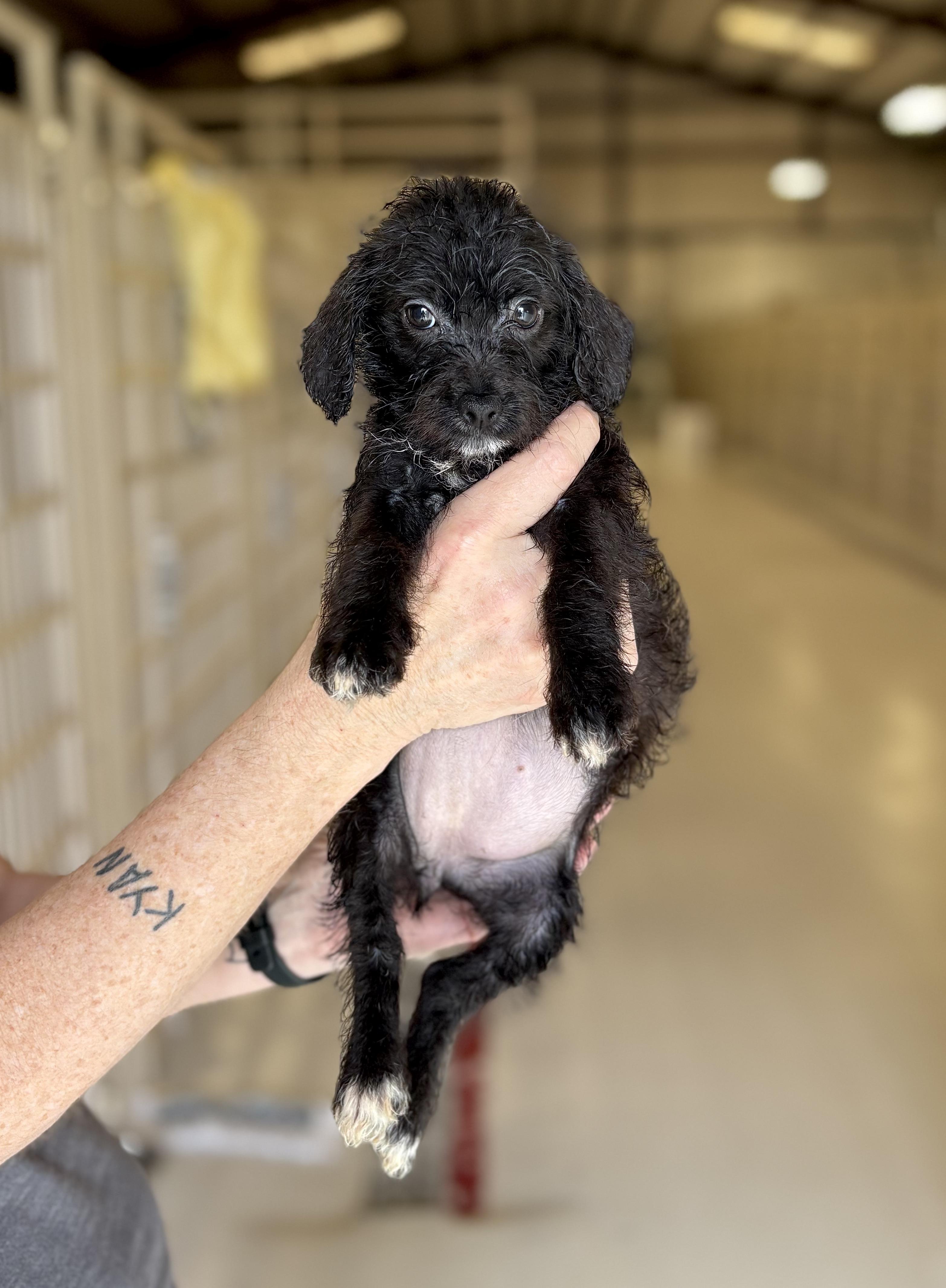 Dog for adoption - Daffy, a Cairn Terrier & Poodle Mix in Chicago, IL ...