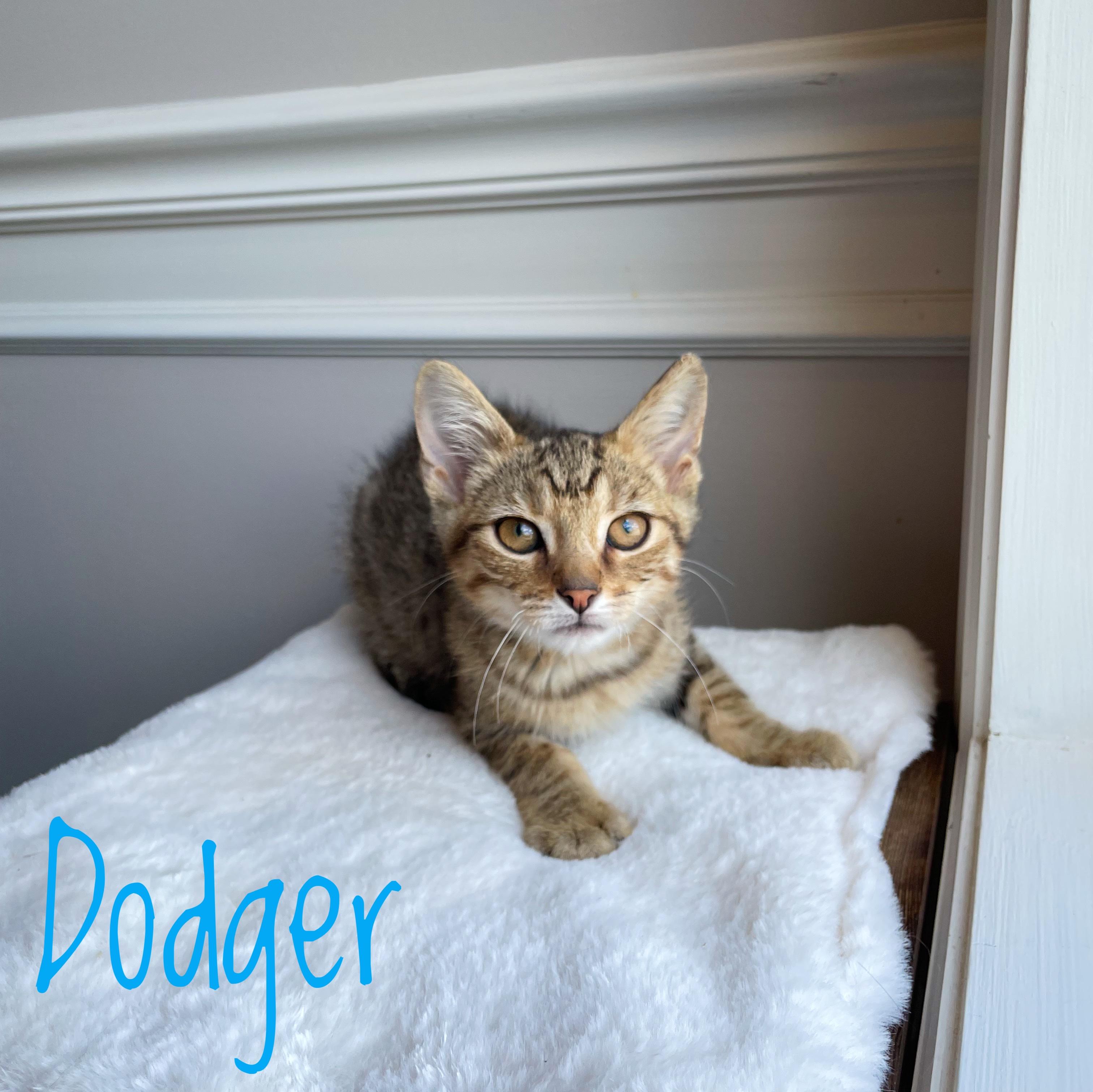 Cat for adoption - Dodger, a Domestic Short Hair in Bethel, OH | Petfinder