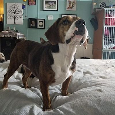 Dog for adoption - Tessa, a Beagle & English Bulldog Mix in Lucerne, IN ...