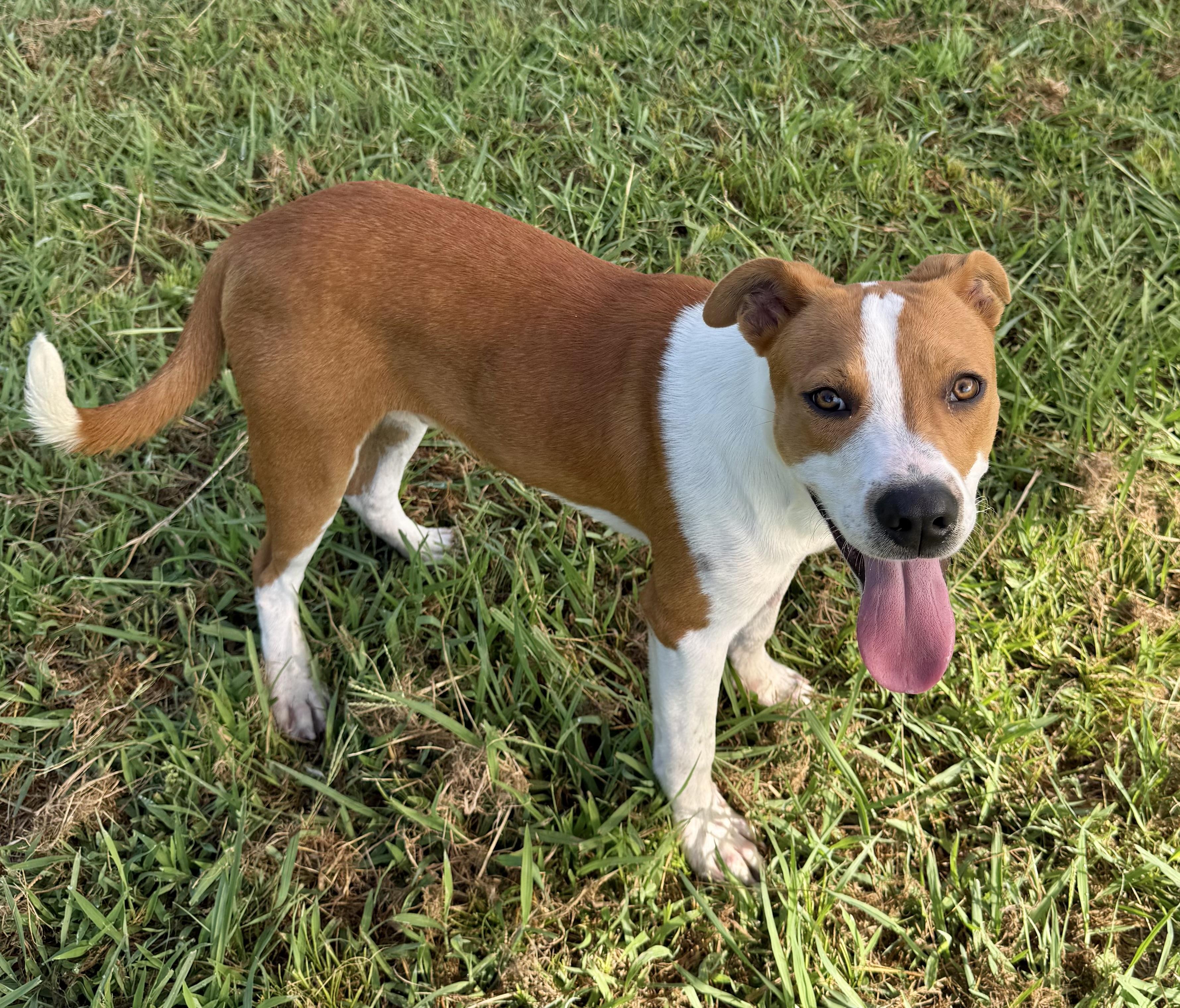 Dog for adoption - Craig, a German Shorthaired Pointer Mix in Cleveland, OH | Petfinder