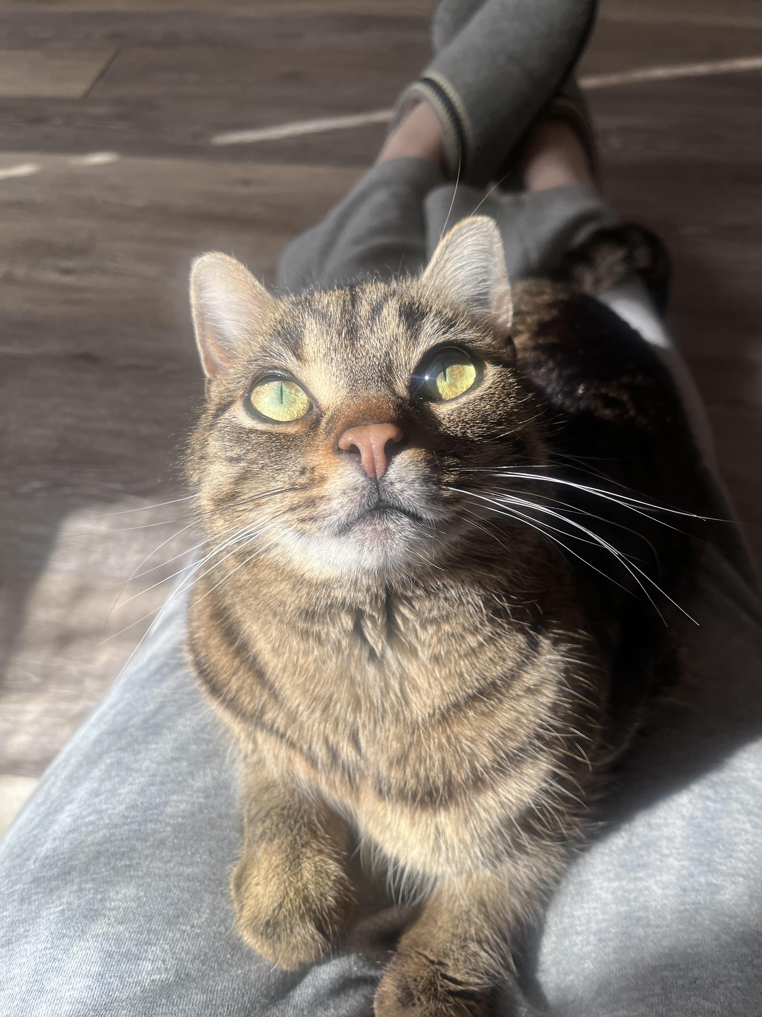 Cat for adoption - Lemmy, a Domestic Short Hair in Columbus, OH | Petfinder