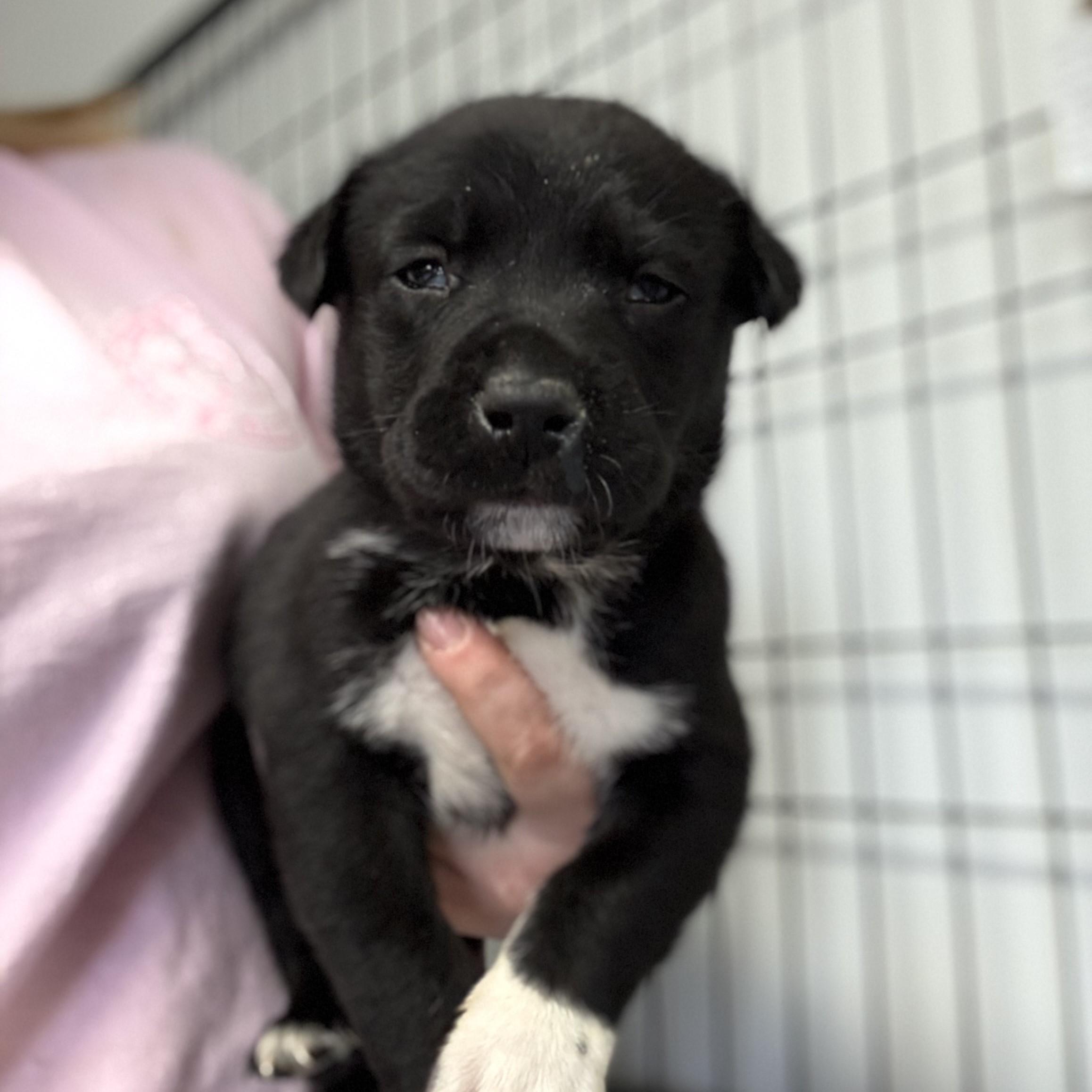 Dog for adoption - Gorgon, a Retriever Mix in Columbia, SC | Petfinder