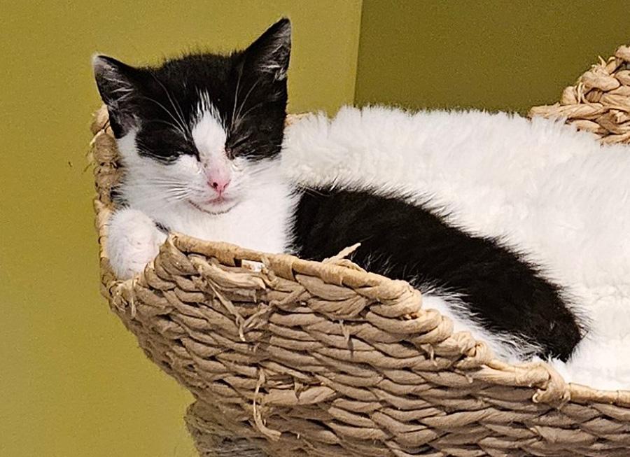 Cat for adoption - Louise, a Domestic Short Hair in Paramus, NJ | Petfinder