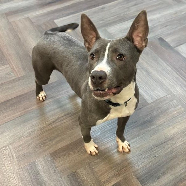 Dog for adoption - West, a Pit Bull Terrier Mix in Conway, AR | Petfinder