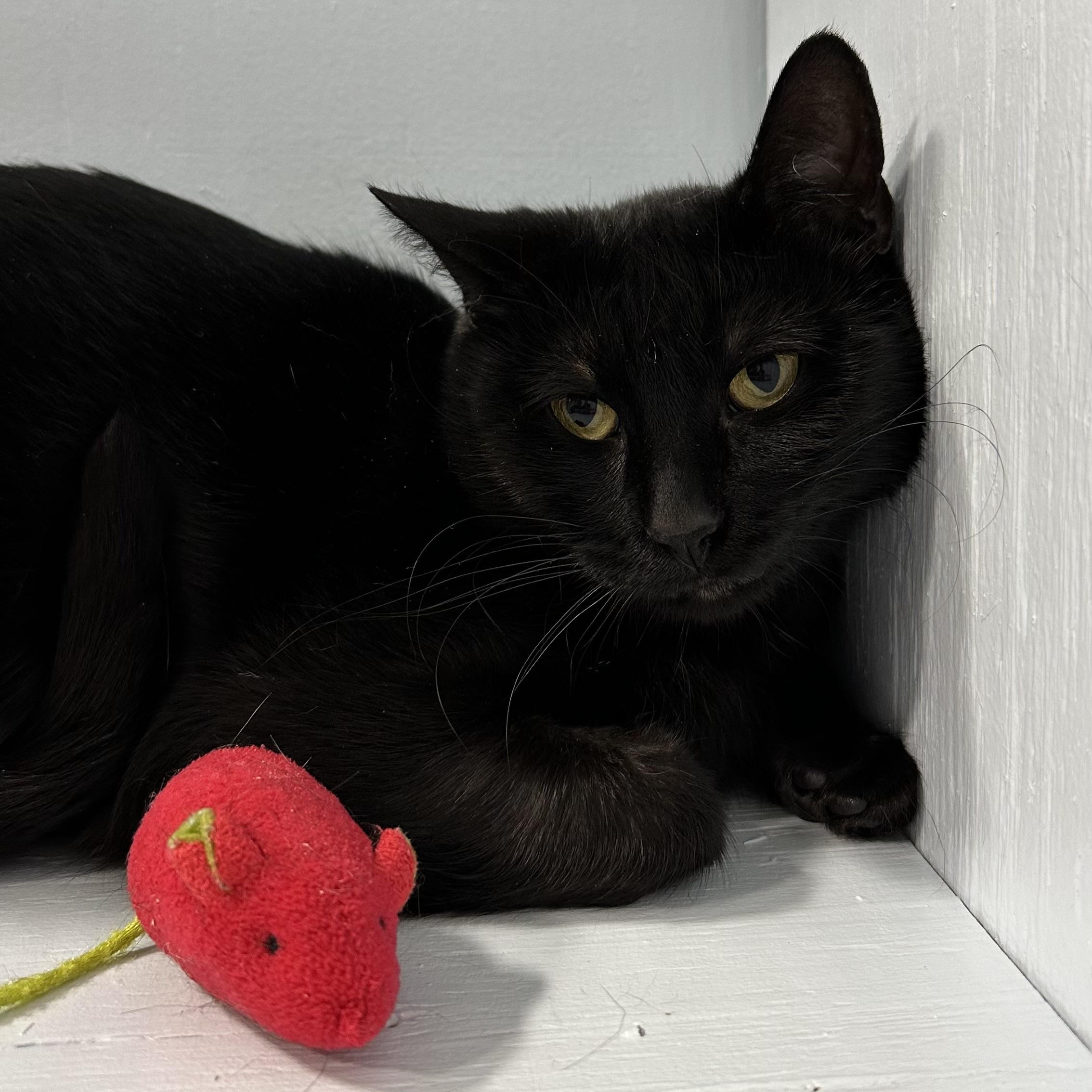 Cat for adoption - Pepperoni, a Domestic Short Hair in Mission, BC ...