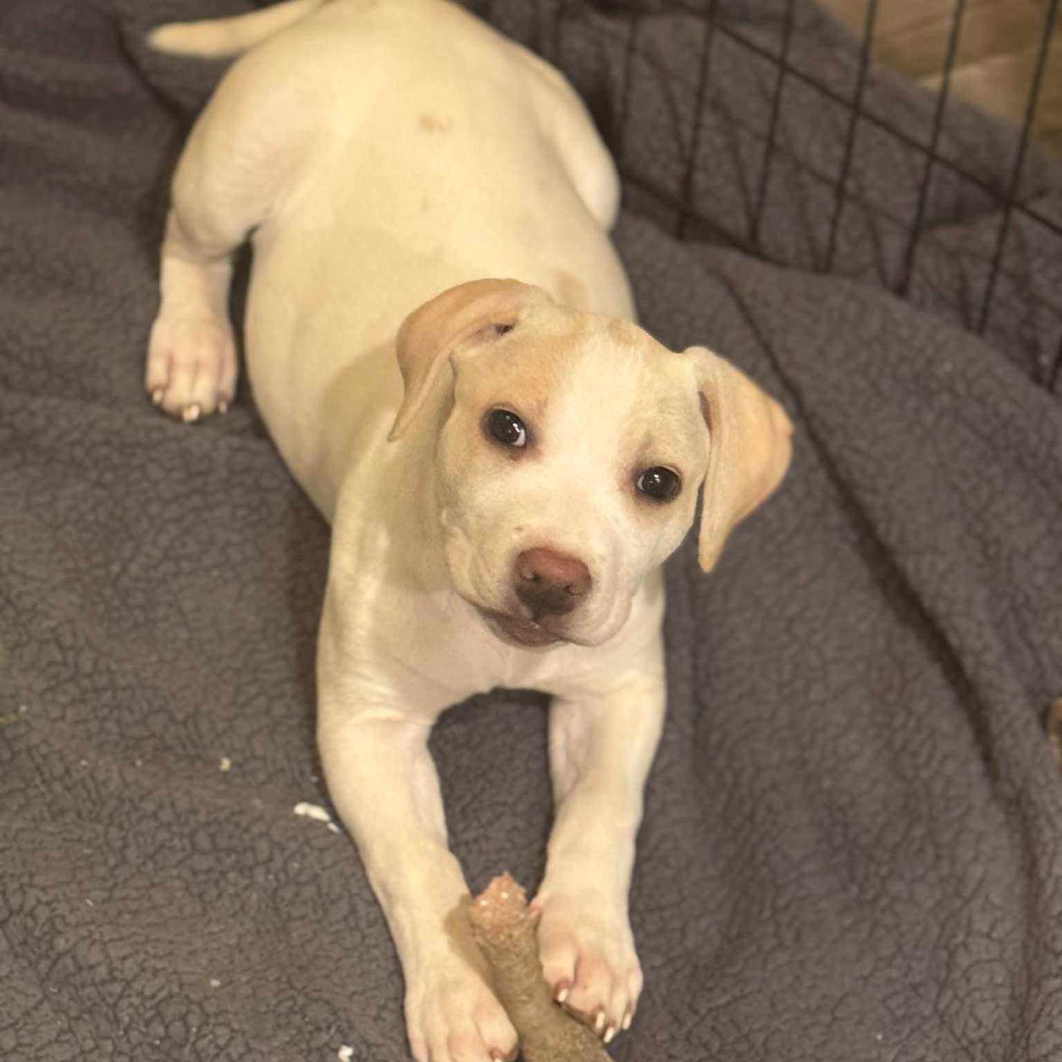 Dog for adoption - Cinnamon, a Yellow Labrador Retriever in Parker, CO ...