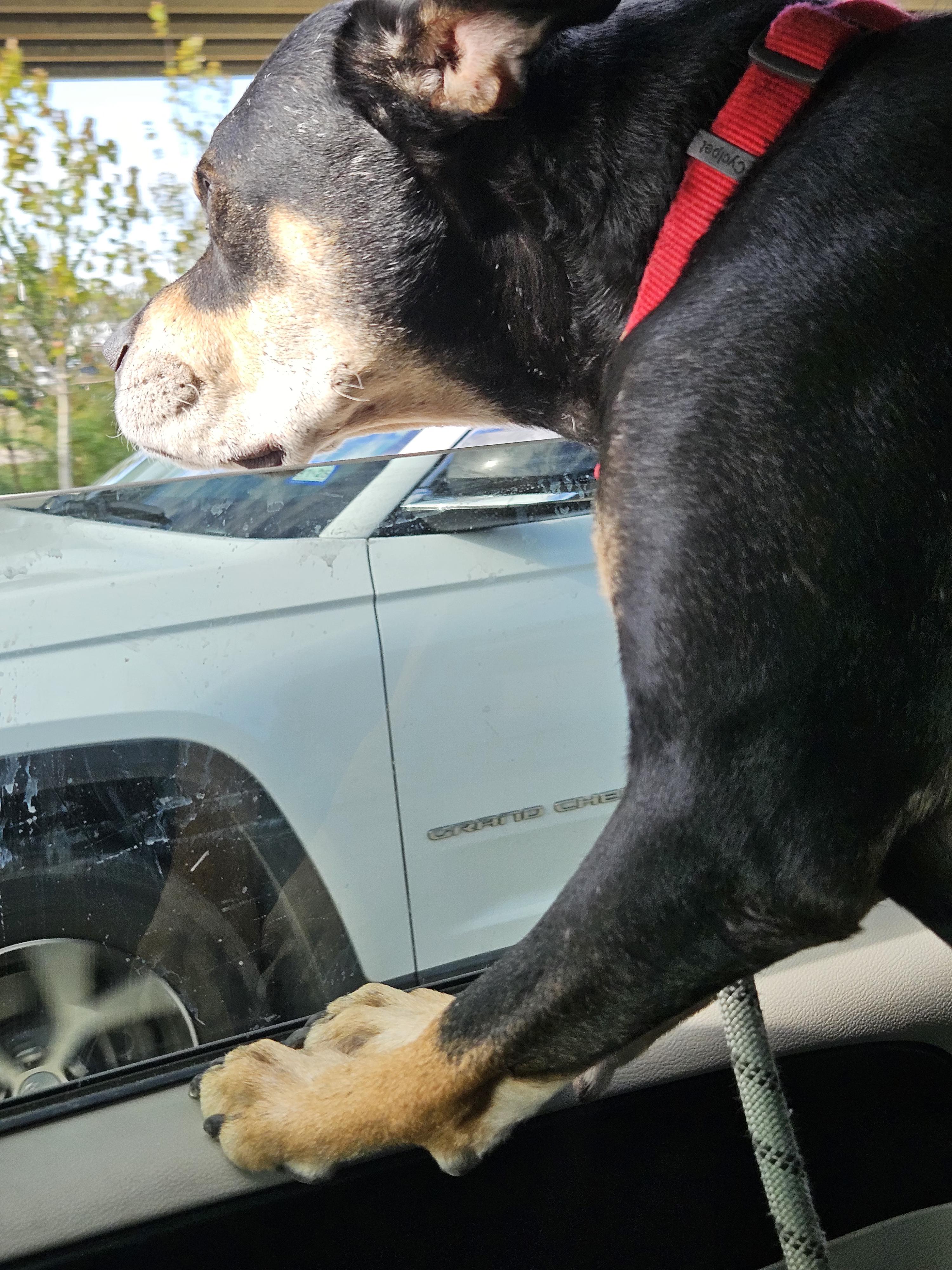 Dog for adoption - Paco, a Boxer Mix in Staunton, VA | Petfinder