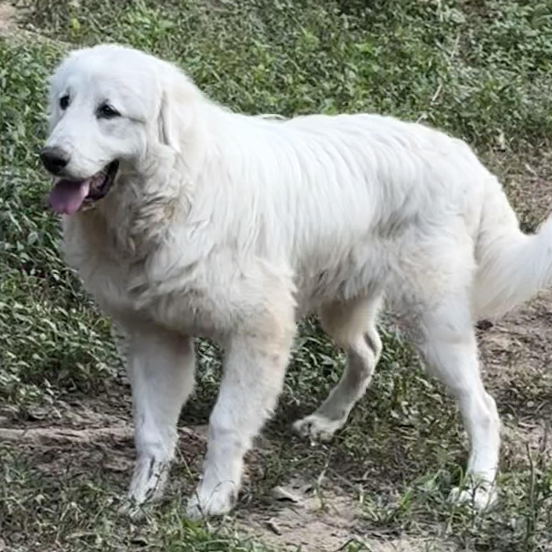 Dog for adoption - Pancake, a Great Pyrenees Mix in Allentown, PA ...