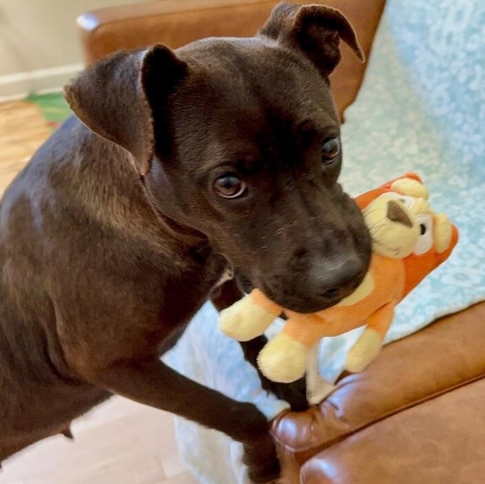 Dog for adoption - Mary Poppy The Perfect Pocket Pittie, a Pit Bull ...