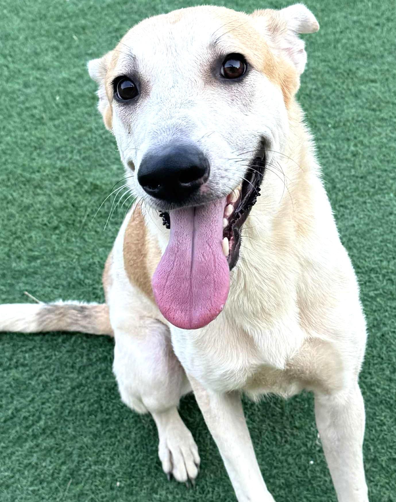 Dog for adoption - Frosty-@Petsmart 11/23! www.lhar.dog to apply!, a Hound & Saluki Mix in ...