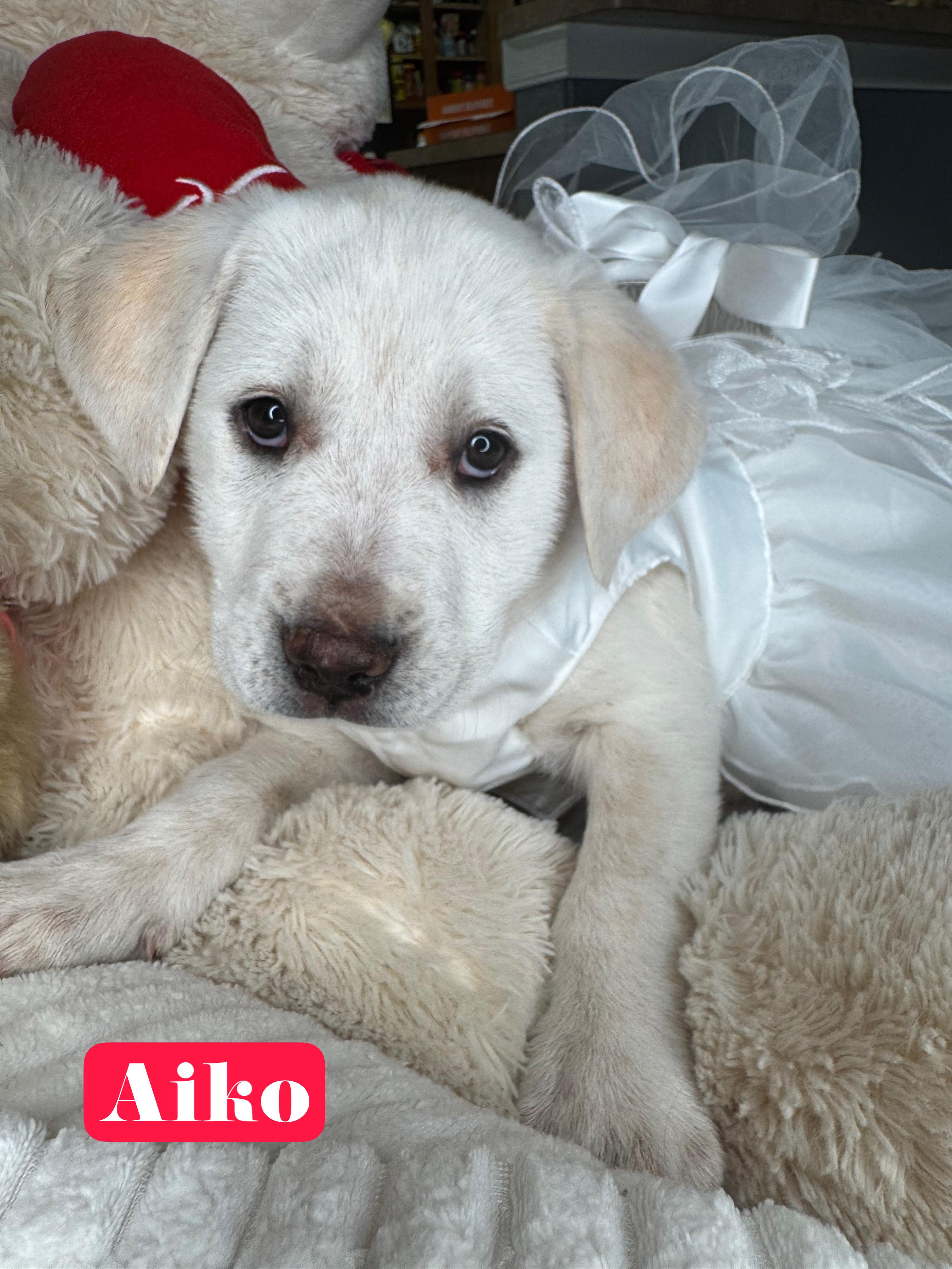 Dog for adoption - Aiko, a Great Pyrenees Mix in Brookeville, MD ...