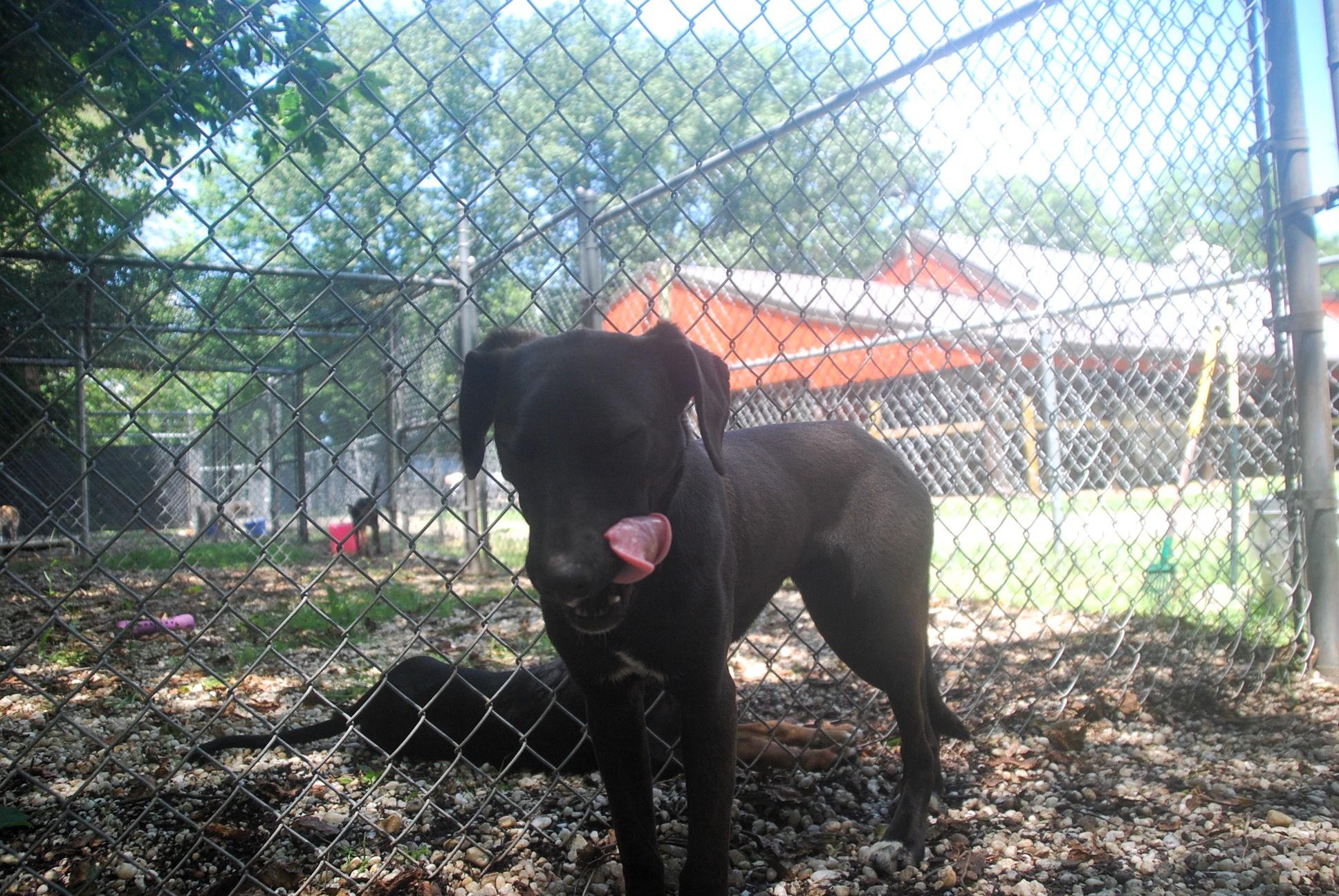 Dog for adoption - Rowan, a Labrador Retriever Mix in Chardon, OH ...