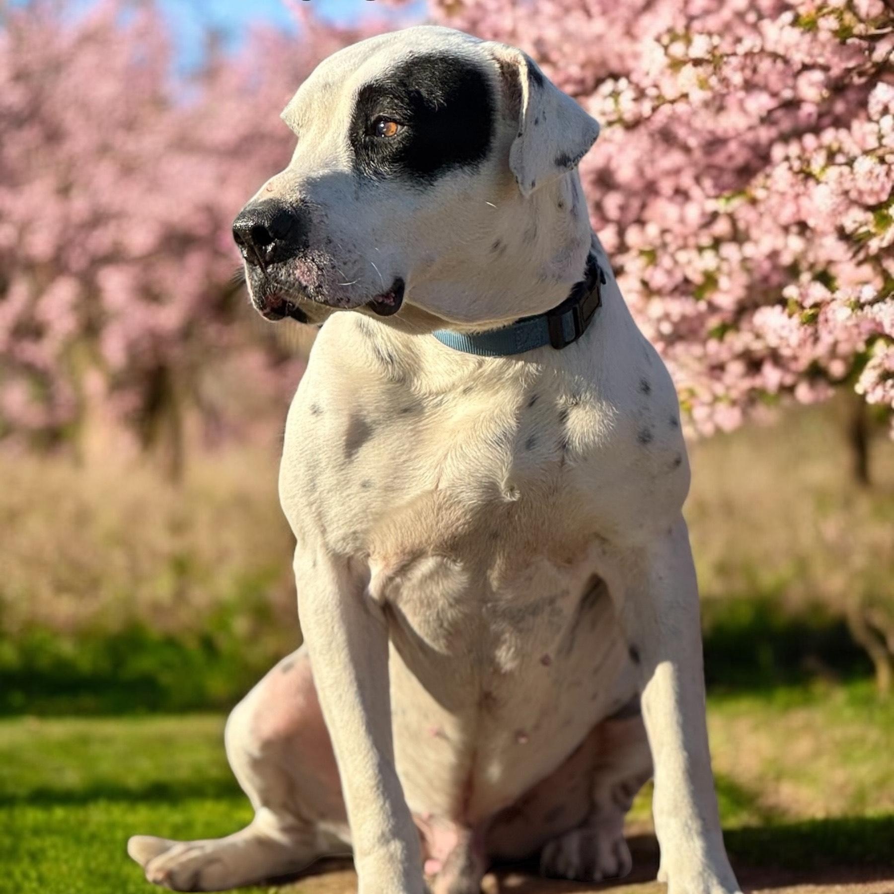 Dog for adoption - Mars, a Dalmatian & Great Dane Mix in Salt Lake City ...