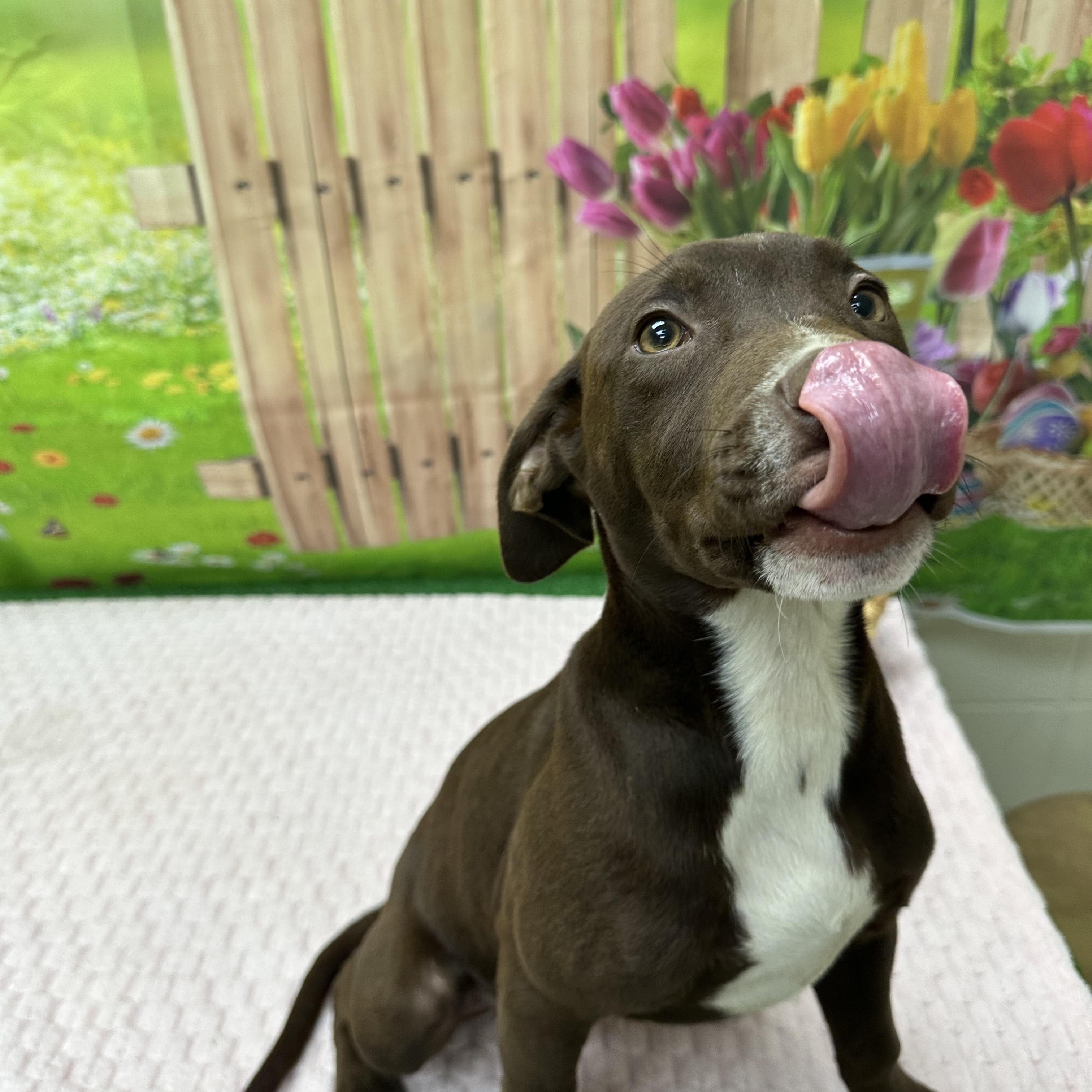 Dog for adoption - Marigold, a Chocolate Labrador Retriever in ...