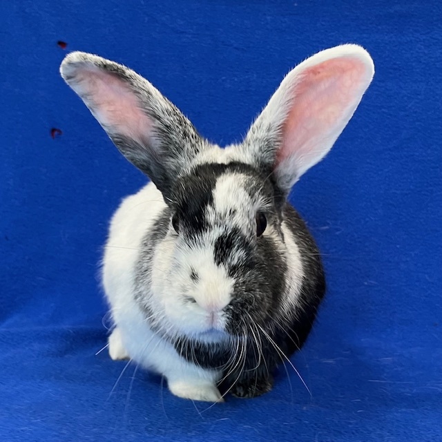 Rabbit for adoption - Jenna, a Harlequin in Erie, PA | Petfinder